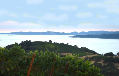 Entrevue avec Rick Sayre, sur Rodney Strong Vineyards - SamyRabbat.com