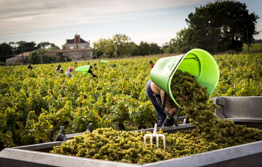 Val de Loire, le vignoble de la diversité - SamyRabbat.com