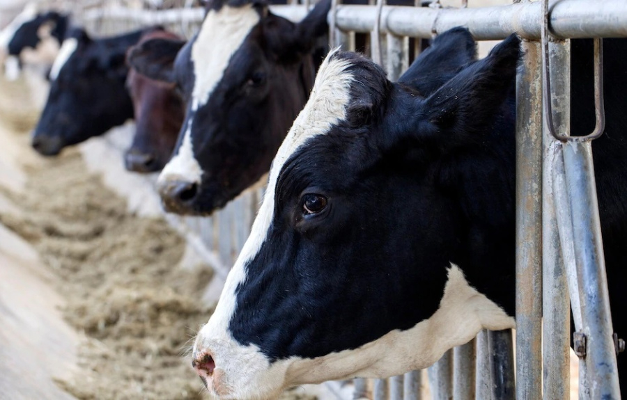 Les vaches du Québec nourries à l’huile de palme - SamyRabbat.com